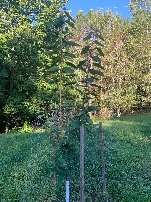 Cherry tree - Imgflip