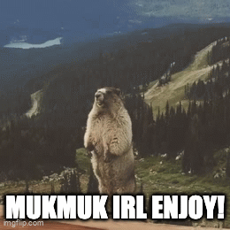 Screaming Marmot - Imgflip