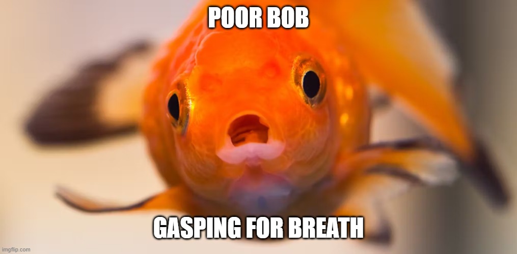 surprised goldfish - Imgflip
