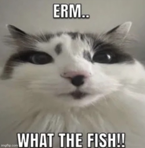 Erm.. What the fish - Imgflip