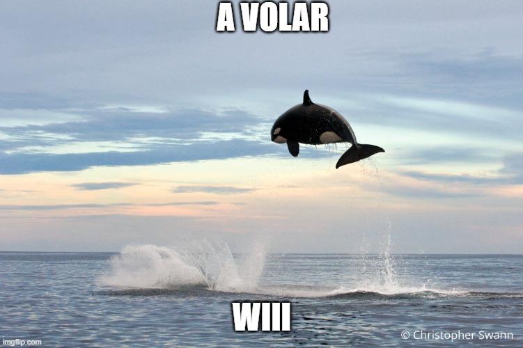 Flying Orca - Imgflip