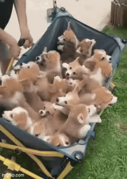 A Fresh Delivery Of Puppies ! - Imgflip