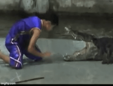 Snakes, Gators, Rats, Same Diff - Imgflip