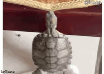 Turtle Power ! - Imgflip