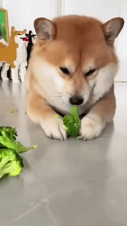 Yum, yum broccoli yummers - Imgflip