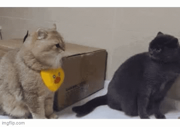 I Told You To Stop Banging That Box ! - Imgflip