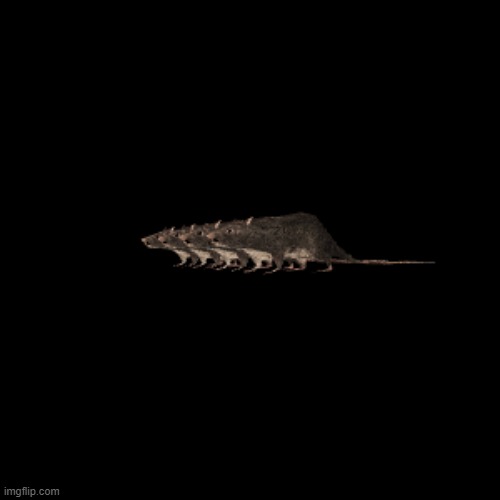 ratatoing - Imgflip