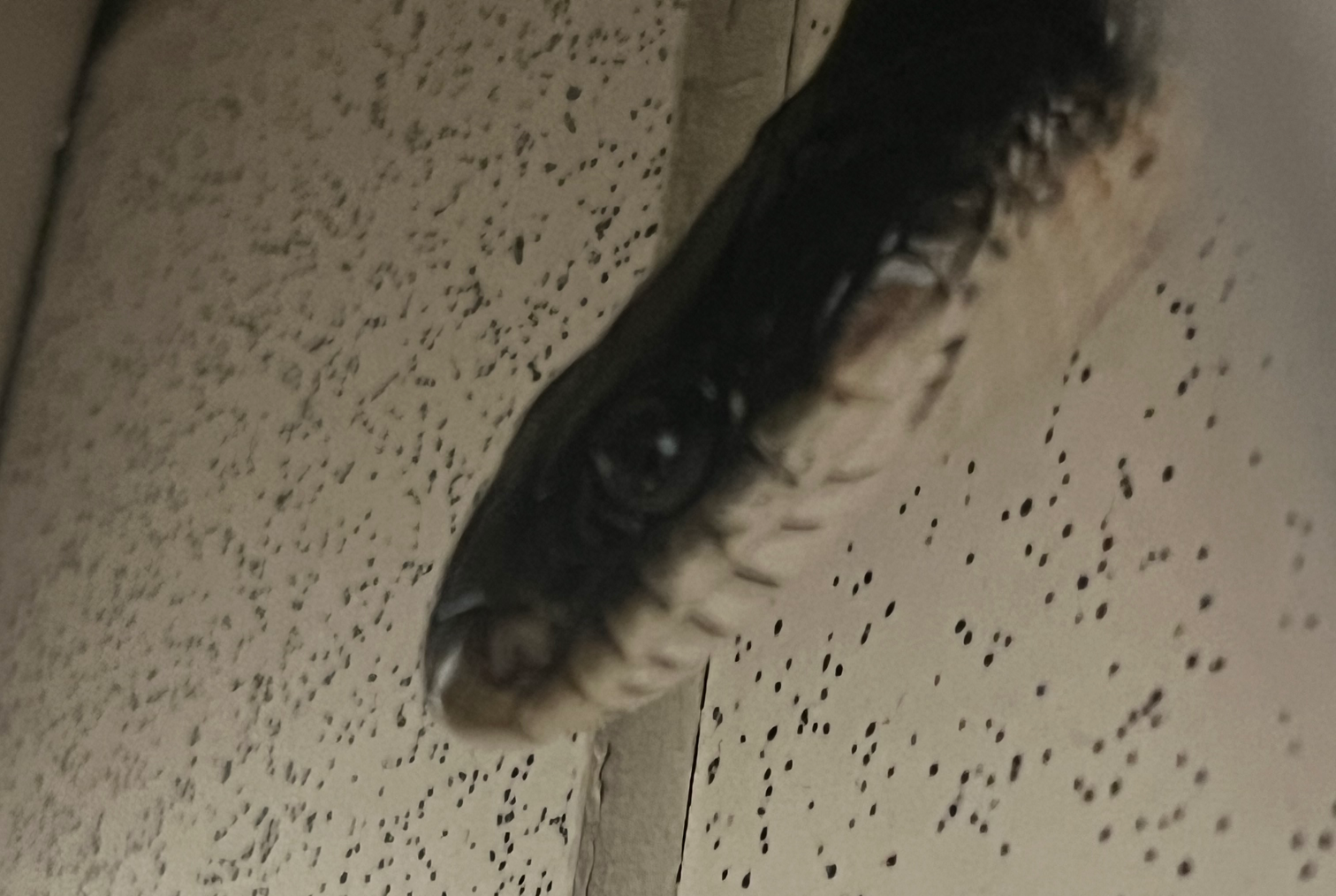 Edward Blank Template - Imgflip