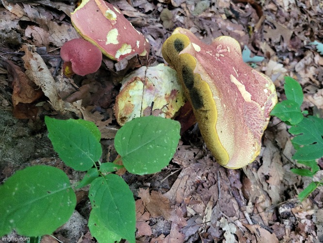 it turn blue - Imgflip