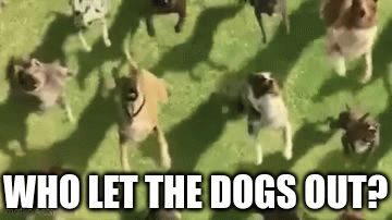 "Who let the dogs out!?" - Imgflip