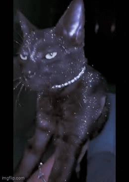 When A Cat Rolls In Glitter ! - Imgflip