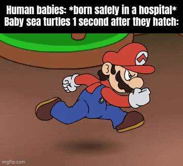 All the baby sea turtles know is that they must run. - Imgflip