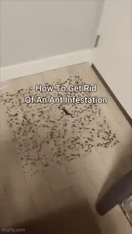 Animated GIF - Imgflip