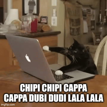 Cat Momo On Laptop - Imgflip