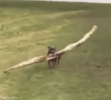 Fetch the stick - Imgflip