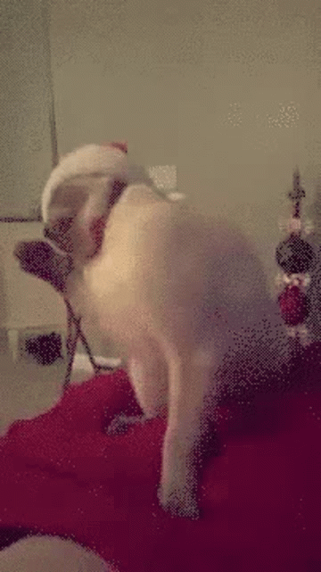 Meh Hates Dis Hat - Imgflip