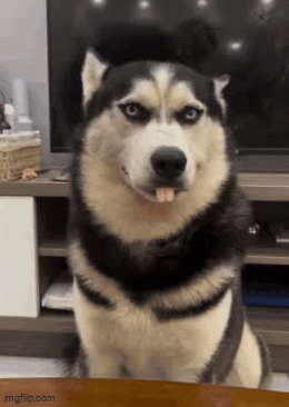 A Husky In Disguise ! - Imgflip