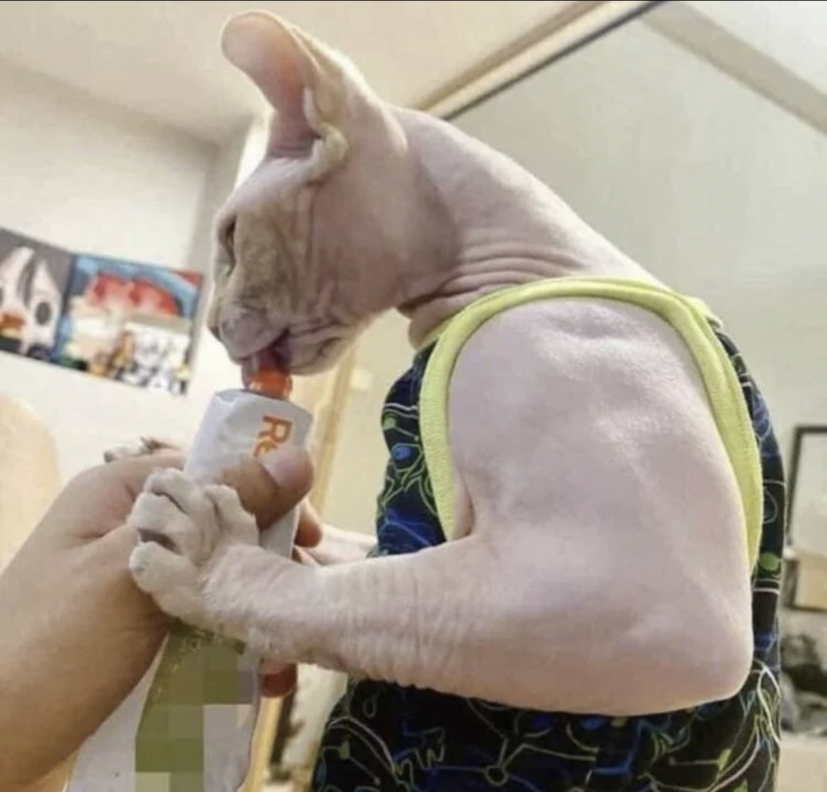 Bodybuilder cat Blank Template - Imgflip