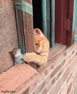 Hamster and cat - Imgflip