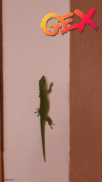 Gex irl(It's taill time) - Imgflip