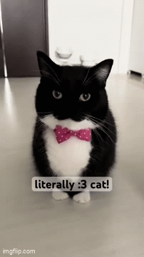 This cat is the embodiment of cuteness - Imgflip