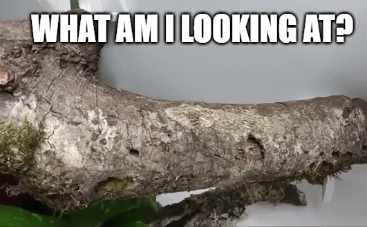 The Predator - Imgflip