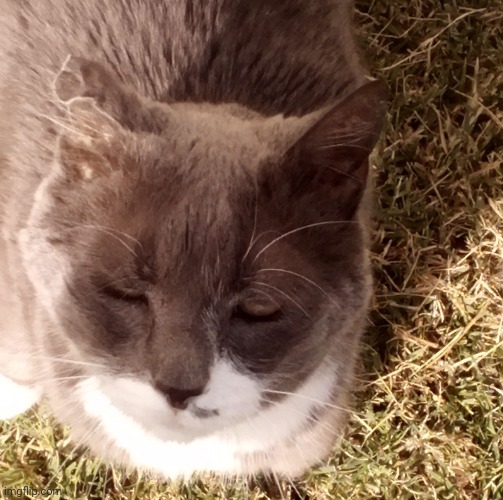 Random cat - Imgflip