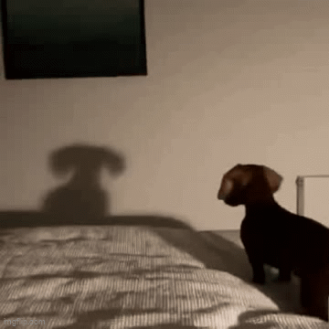 It's Just A Shadow That Your Seeing That He's Chasing ♫ - Imgflip