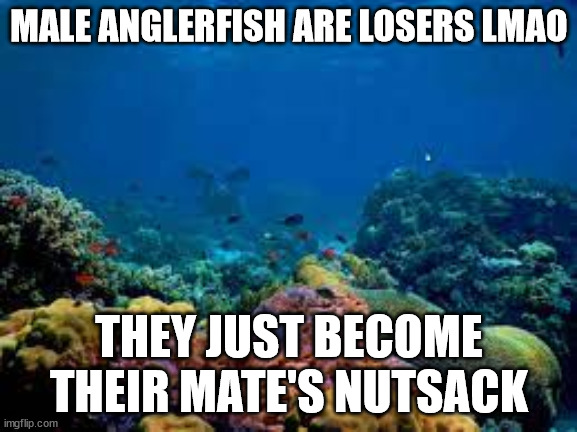 Coral Reef - Imgflip