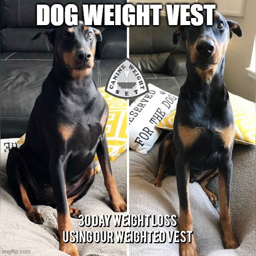 Dog Weight Vest - Imgflip