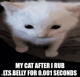 my cat after I rub its belly for 0.001 seconds - Imgflip