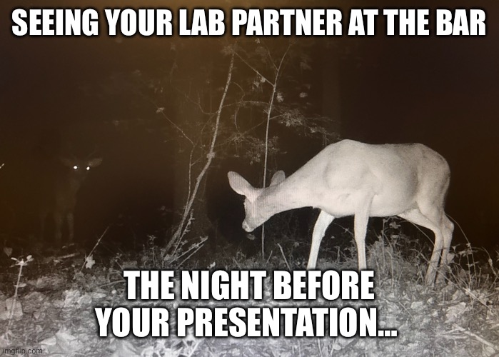 Mammal meme - Imgflip