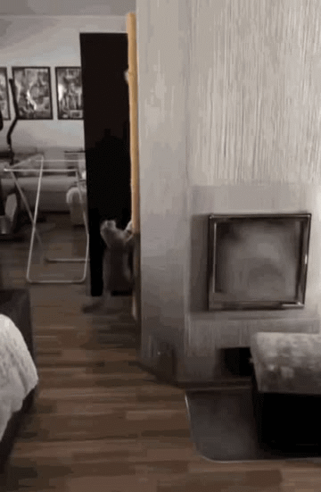 What's Wrong With Dis Kitteh? - Imgflip