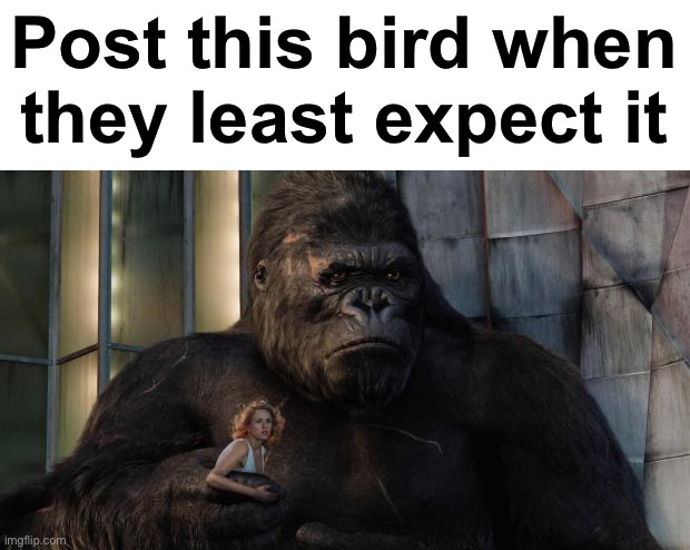 Post this bird when they least expect it - Imgflip