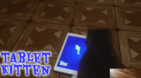 Tablet Kitten - Imgflip
