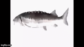 spinning fish - Imgflip