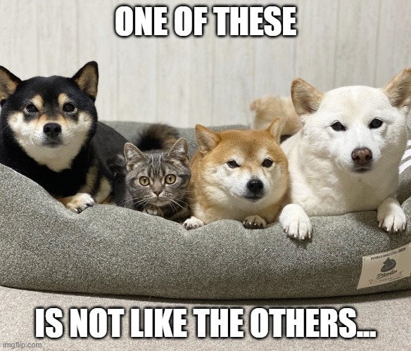 One of these things is not like the other - Imgflip