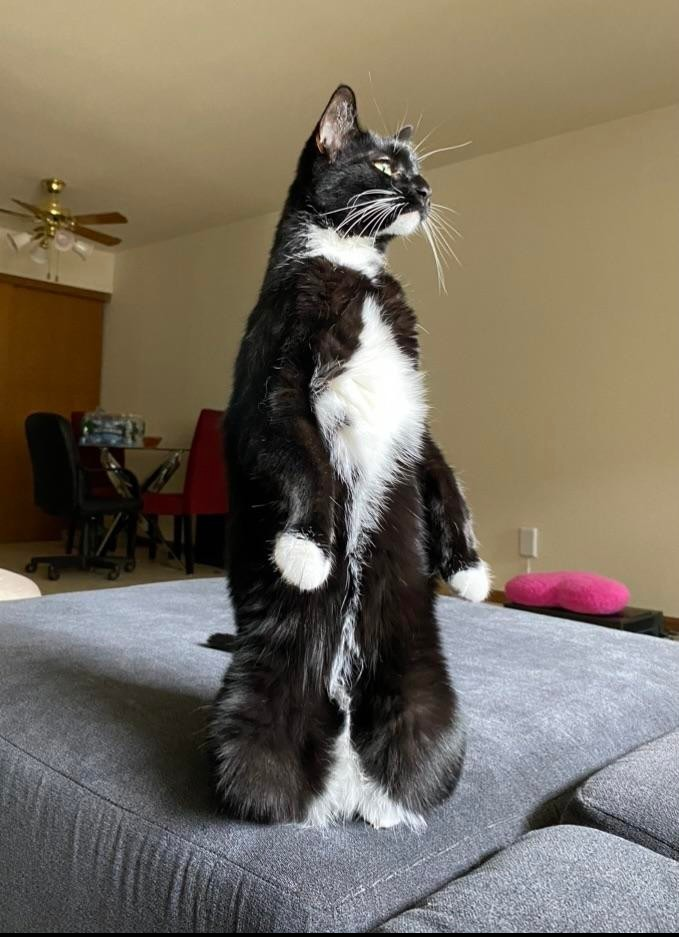 Standing Cat Blank Template - Imgflip