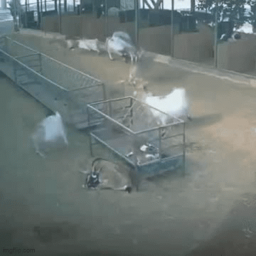 There's A Monster Loose In The Goat Shed ! - Imgflip