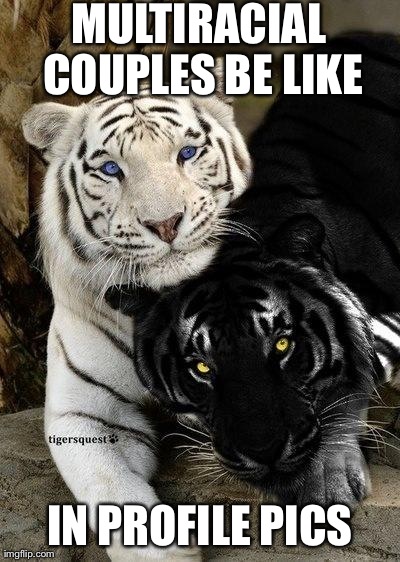 Image tagged in multiracial tigers - Imgflip