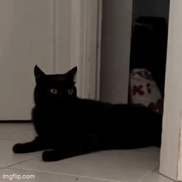 Car garn47 scream no sfx.mp4 - Imgflip