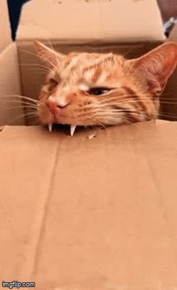 Vampire cat vs cardboard box - Imgflip