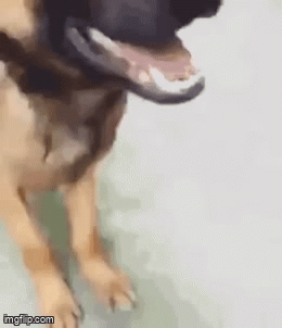 Dog Holding Nose - Imgflip