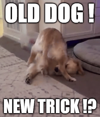Dog Doing Tricks Gif