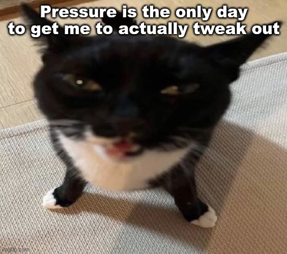 Cat of anger - Imgflip