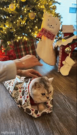 Cat gift - Imgflip
