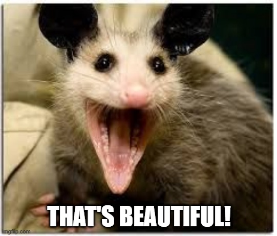 Had my first Fudd encounter at the range yesterday > General Discussion ...