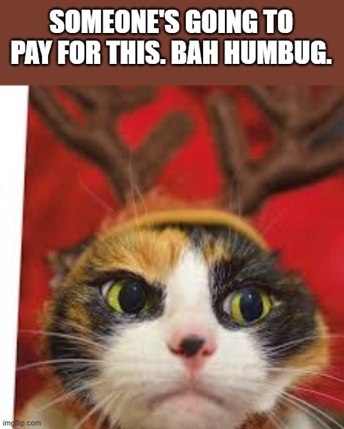 memes by Brad - My cat doesn't like her Christmas costume - Imgflip