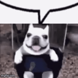 dog in swing - Imgflip