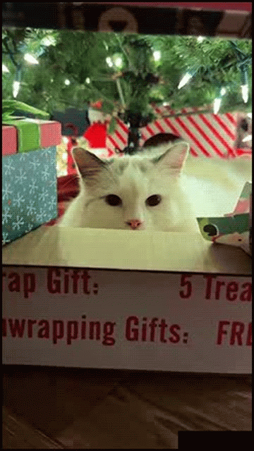 Teh Gift Wrapper - Imgflip